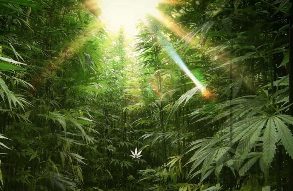 Hanf – Umwelt und Klimawandel: 10 Beispiele – Der Hanf Blog – Hier ...